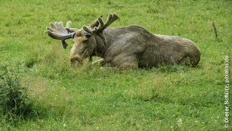 Der Elch in Norwegen – Tier und Symbol zugleich | UNTERWEGENS.DE